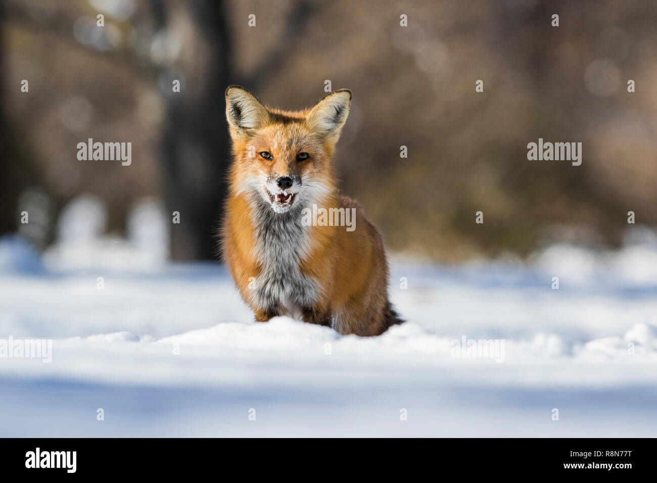 Red Fox hunting in winter Stock Photo - Alamy