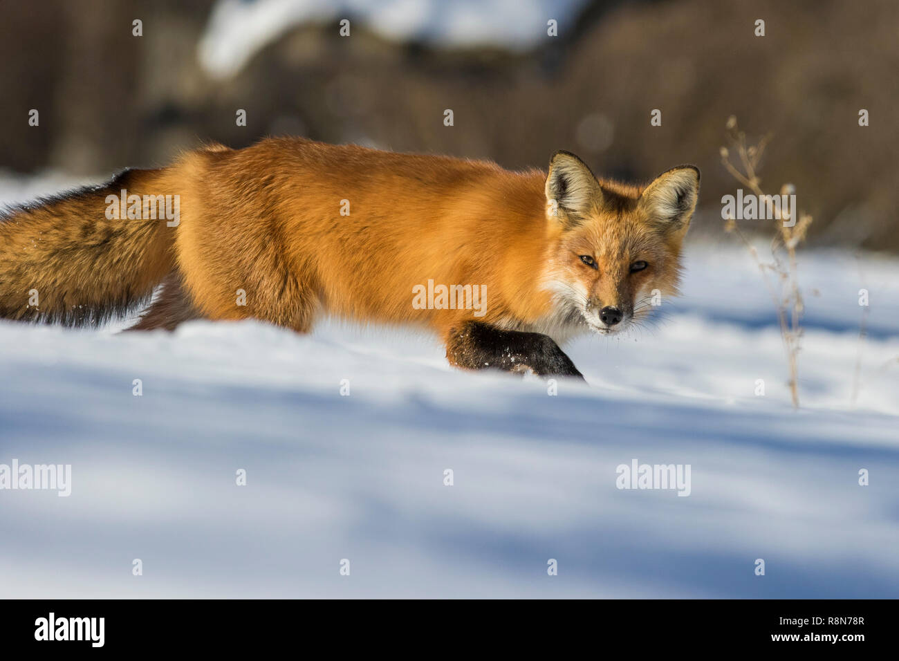 Red Fox hunting in winter Stock Photo - Alamy