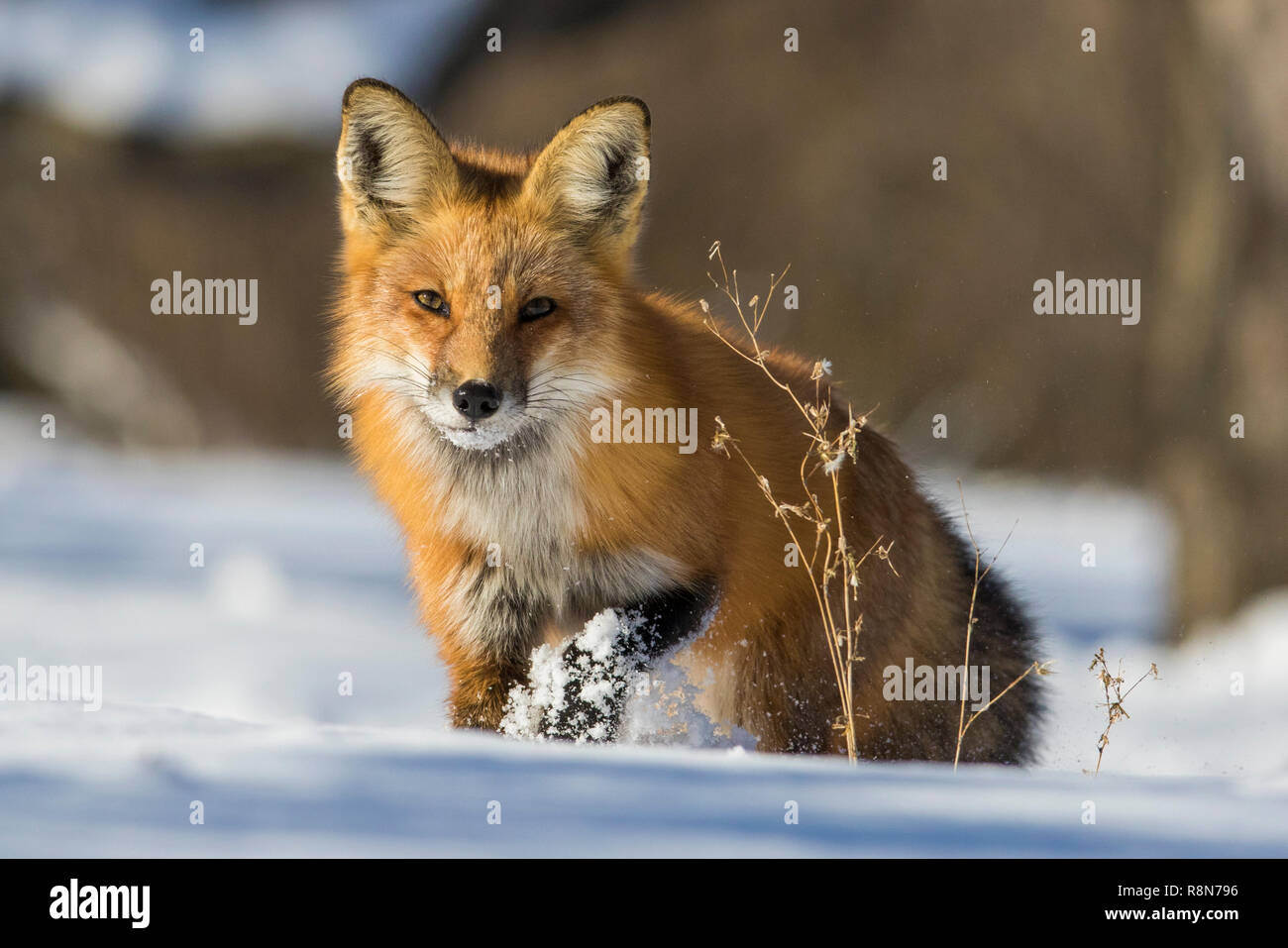 Red Fox hunting in winter Stock Photo - Alamy