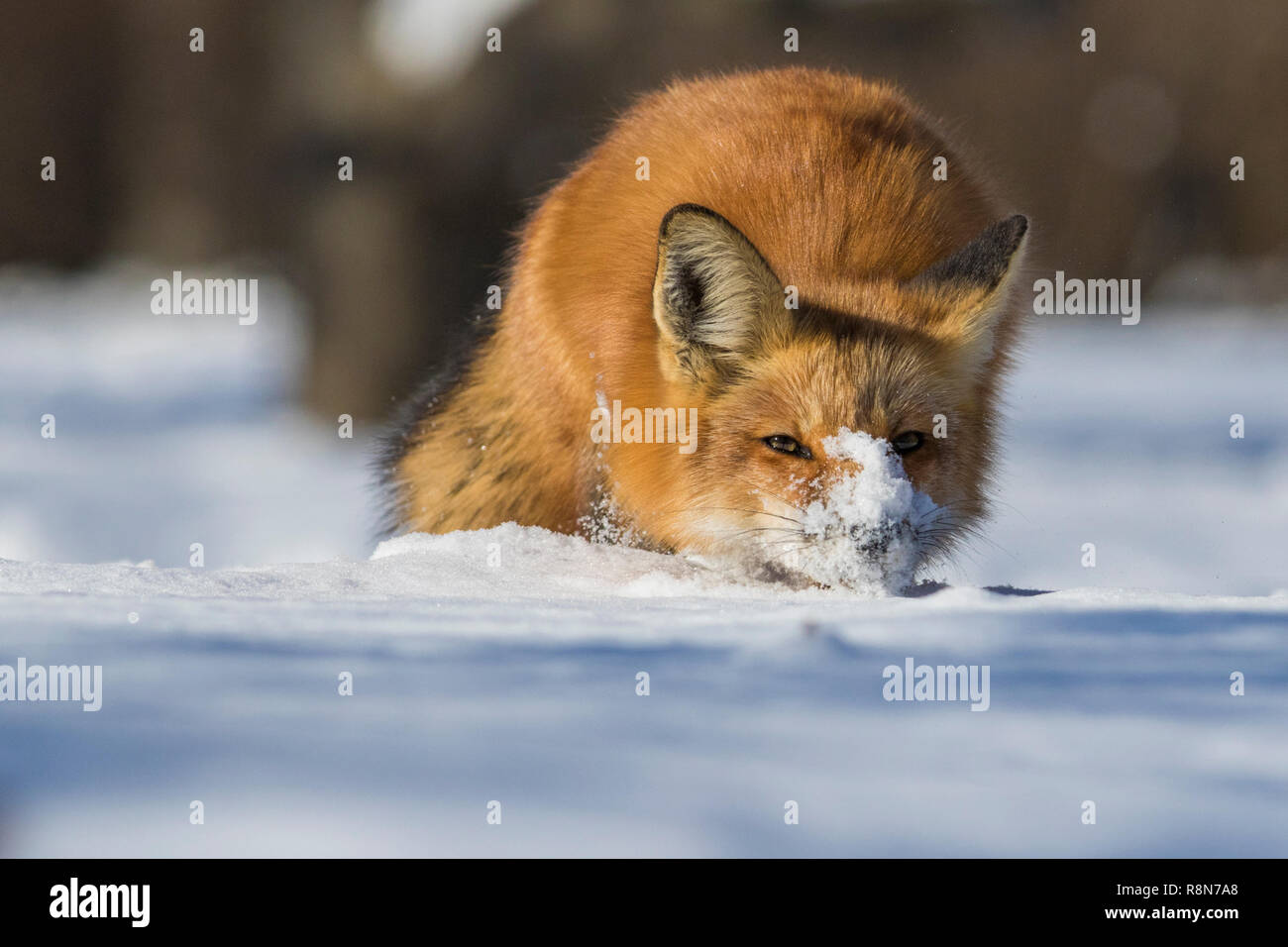 Red Fox hunting in winter Stock Photo - Alamy