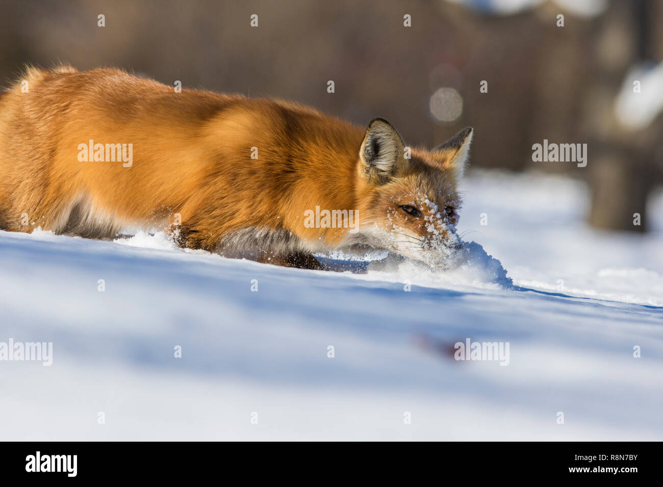 Red Fox hunting in winter Stock Photo - Alamy