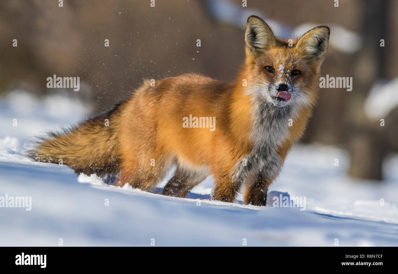 Red Fox hunting in winter Stock Photo - Alamy