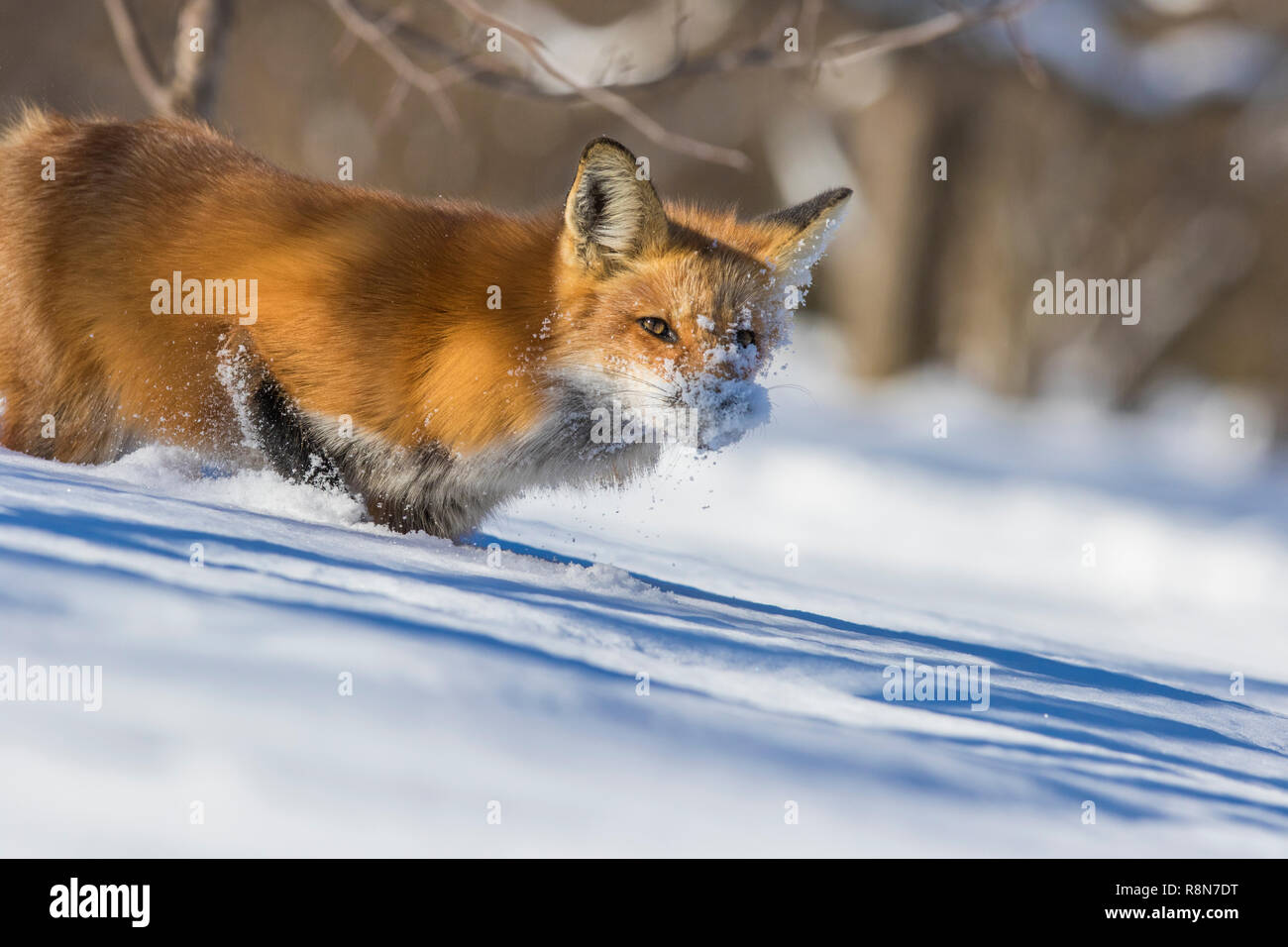 Red Fox hunting in winter Stock Photo - Alamy