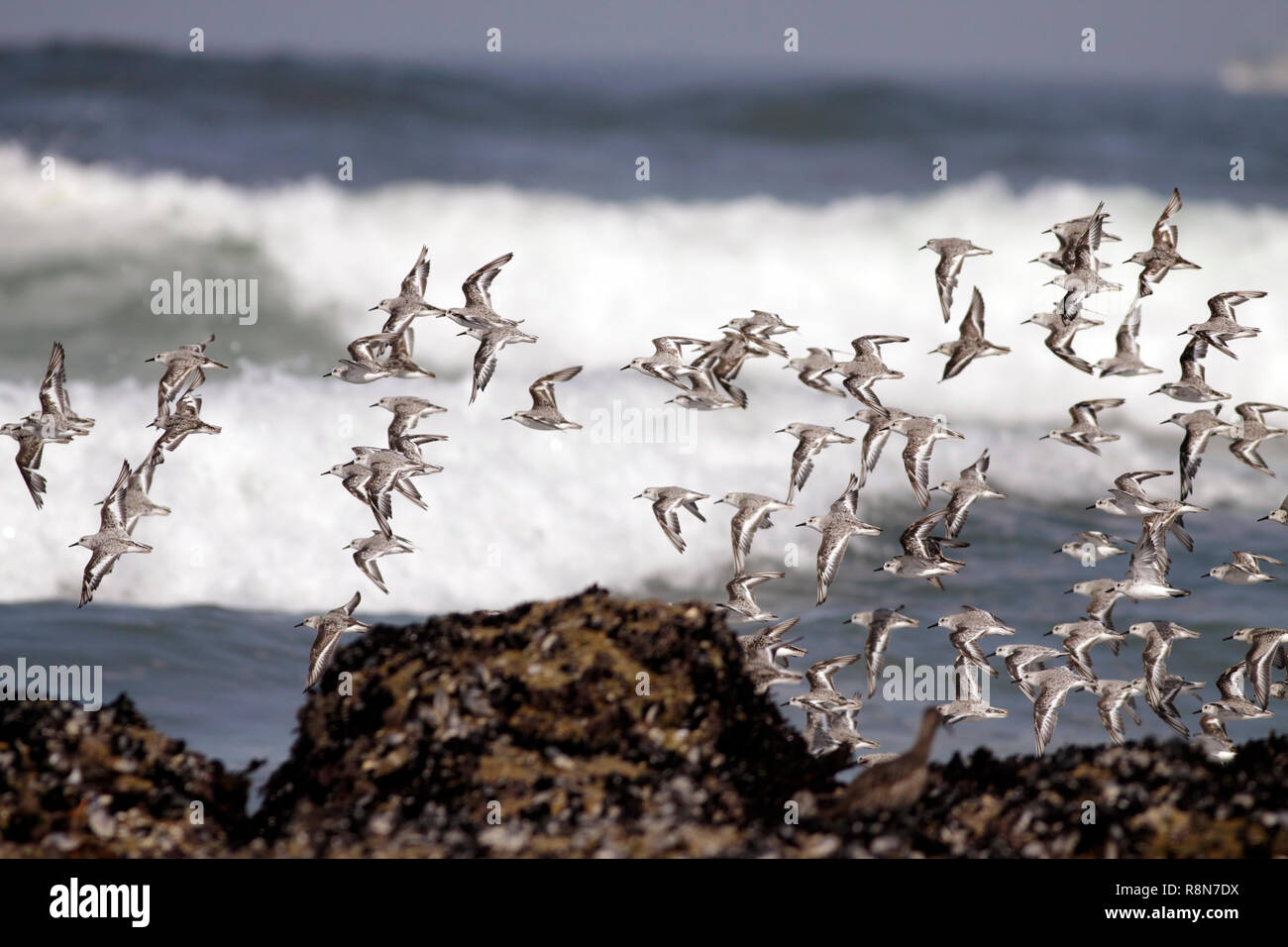 Flock of little shorebirds - sea birds - flying over waves in a seaside ...