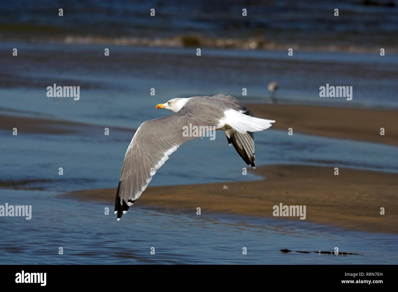 Big Seagull High Resolution Stock Photography and Images - Alamy