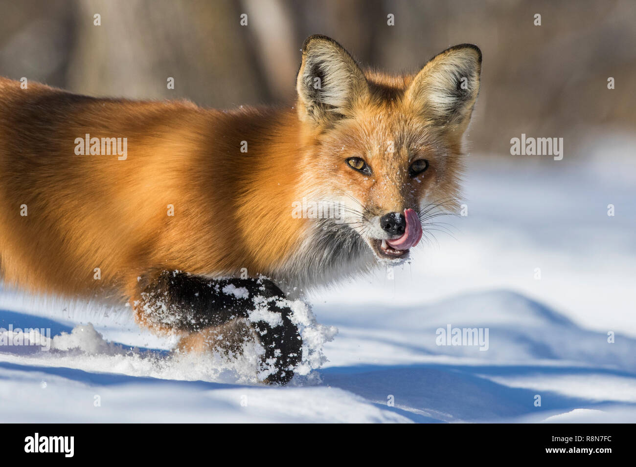 Red Fox hunting in winter Stock Photo - Alamy