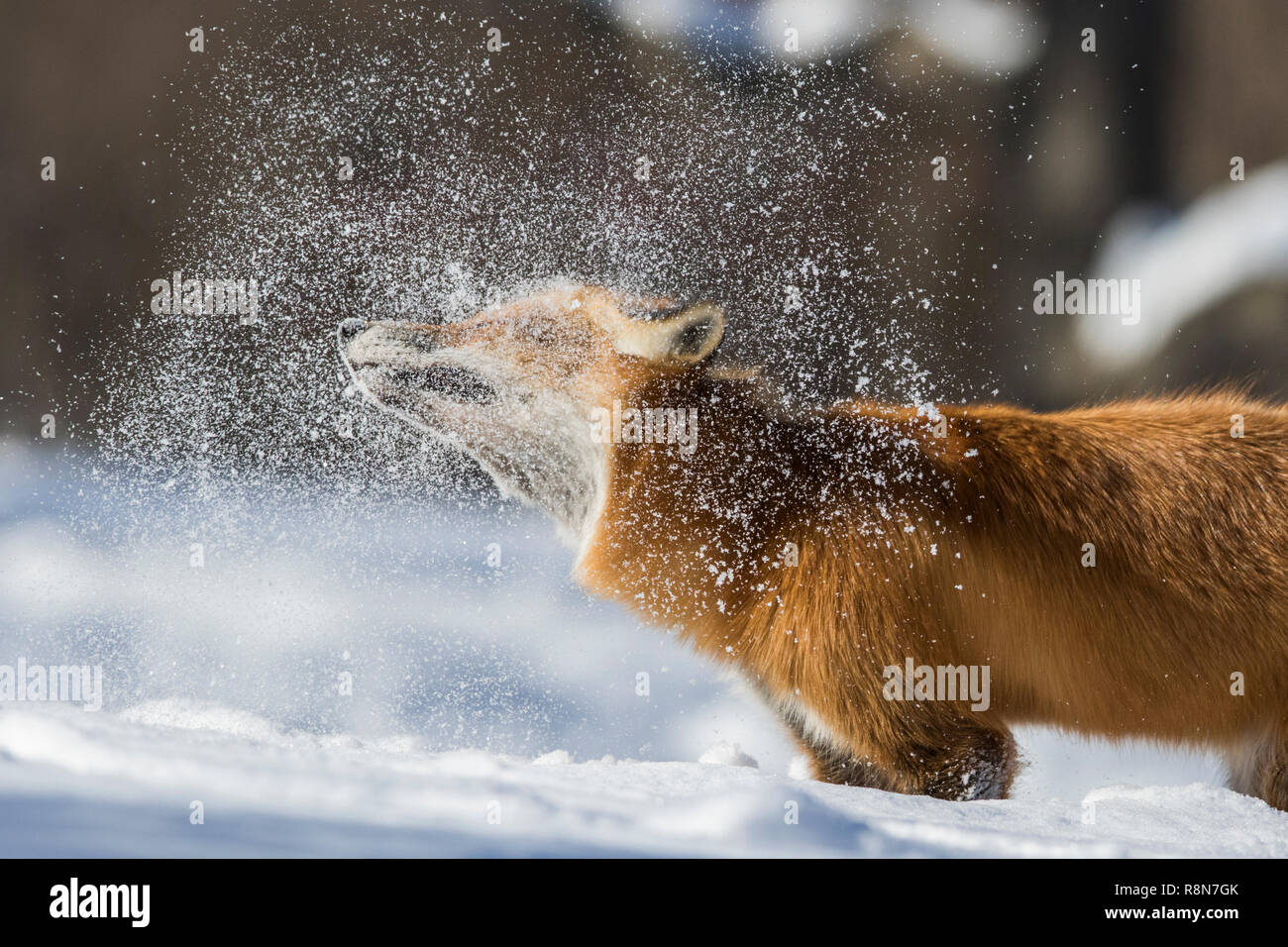 Red Fox hunting in winter Stock Photo - Alamy