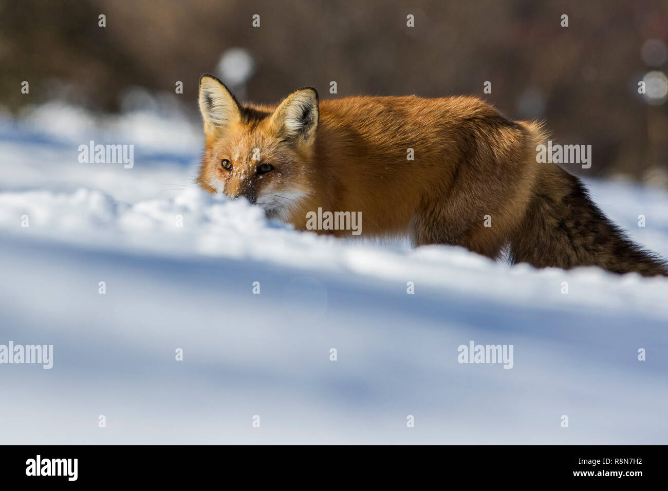 Red Fox hunting in winter Stock Photo - Alamy