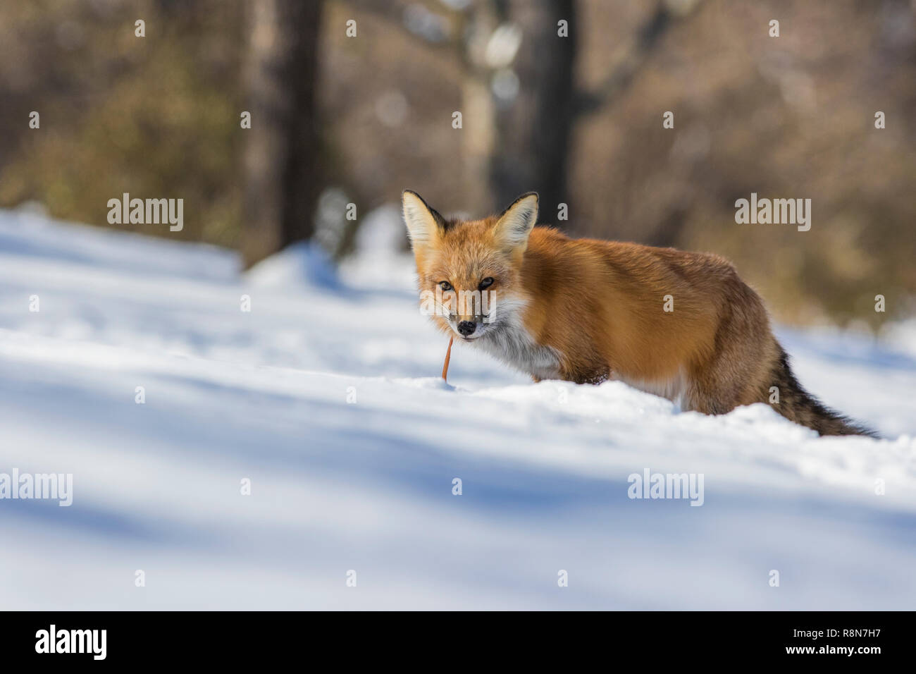 Red Fox hunting in winter Stock Photo - Alamy