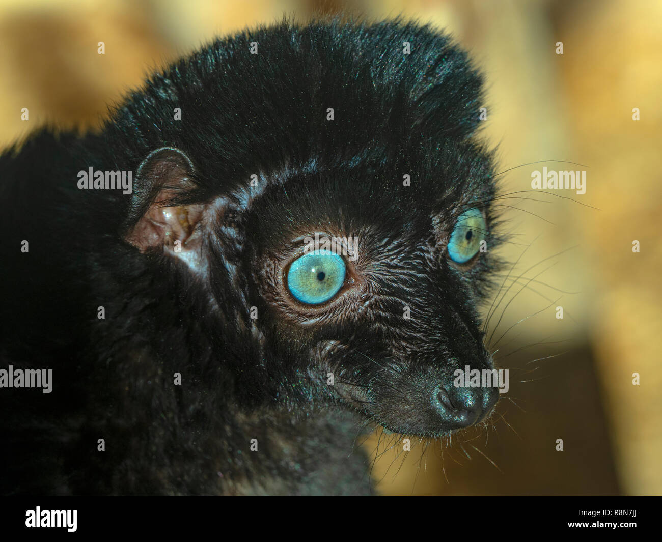 male Blue-eyed black lemur Eulemur flavifrons also known as the Sclater ...