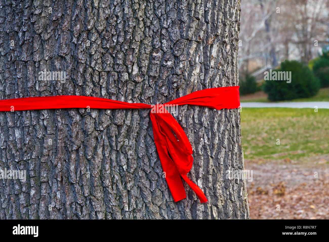 Trunk 21 hi-res stock photography and images - Alamy