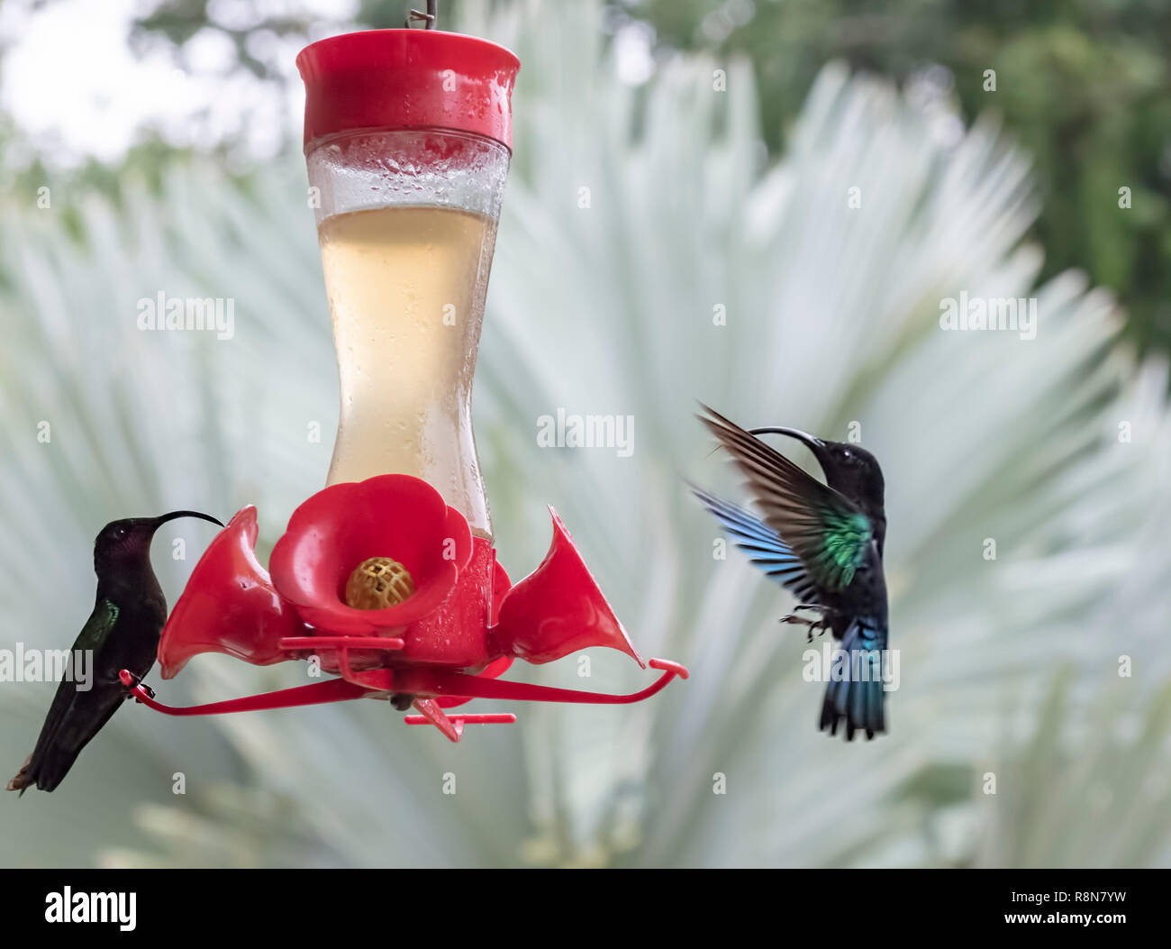 Hummingbirds drinking nectar from a feeder Jardin de Balata Martinique ...
