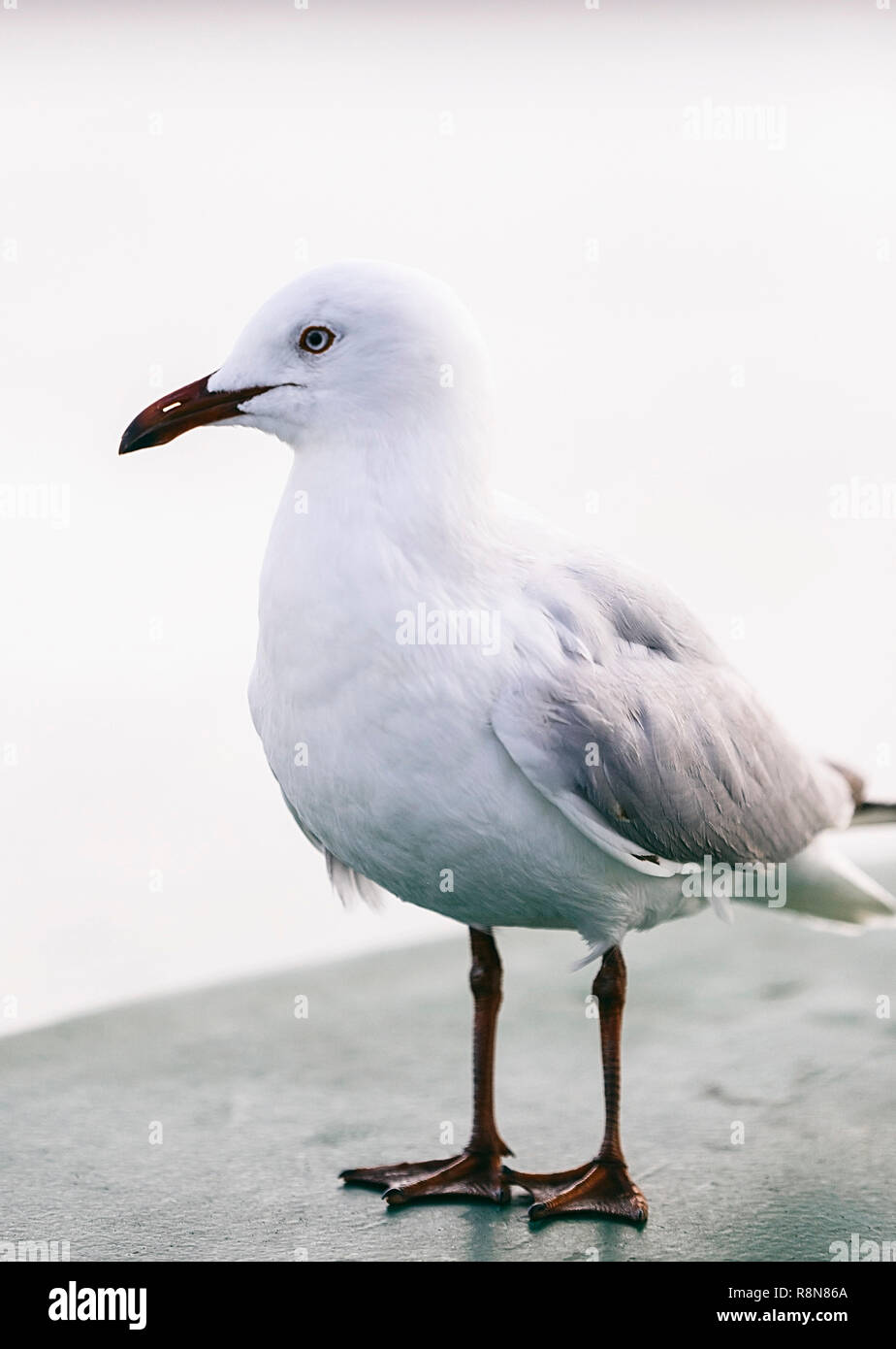 Seagull preening sea hi-res stock photography and images - Alamy