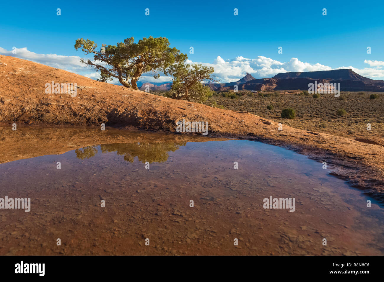Temporary pond in a slickrock depression, with Utah Juniper, Juniperus ...