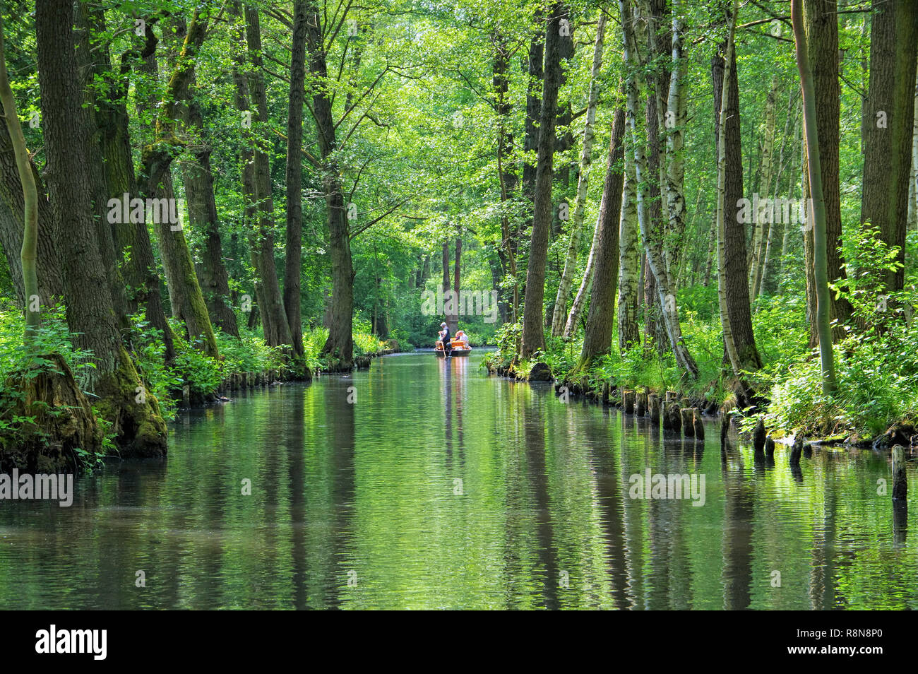 Spree Forest water canal, landscape in Brandenburg Stock Photo - Alamy