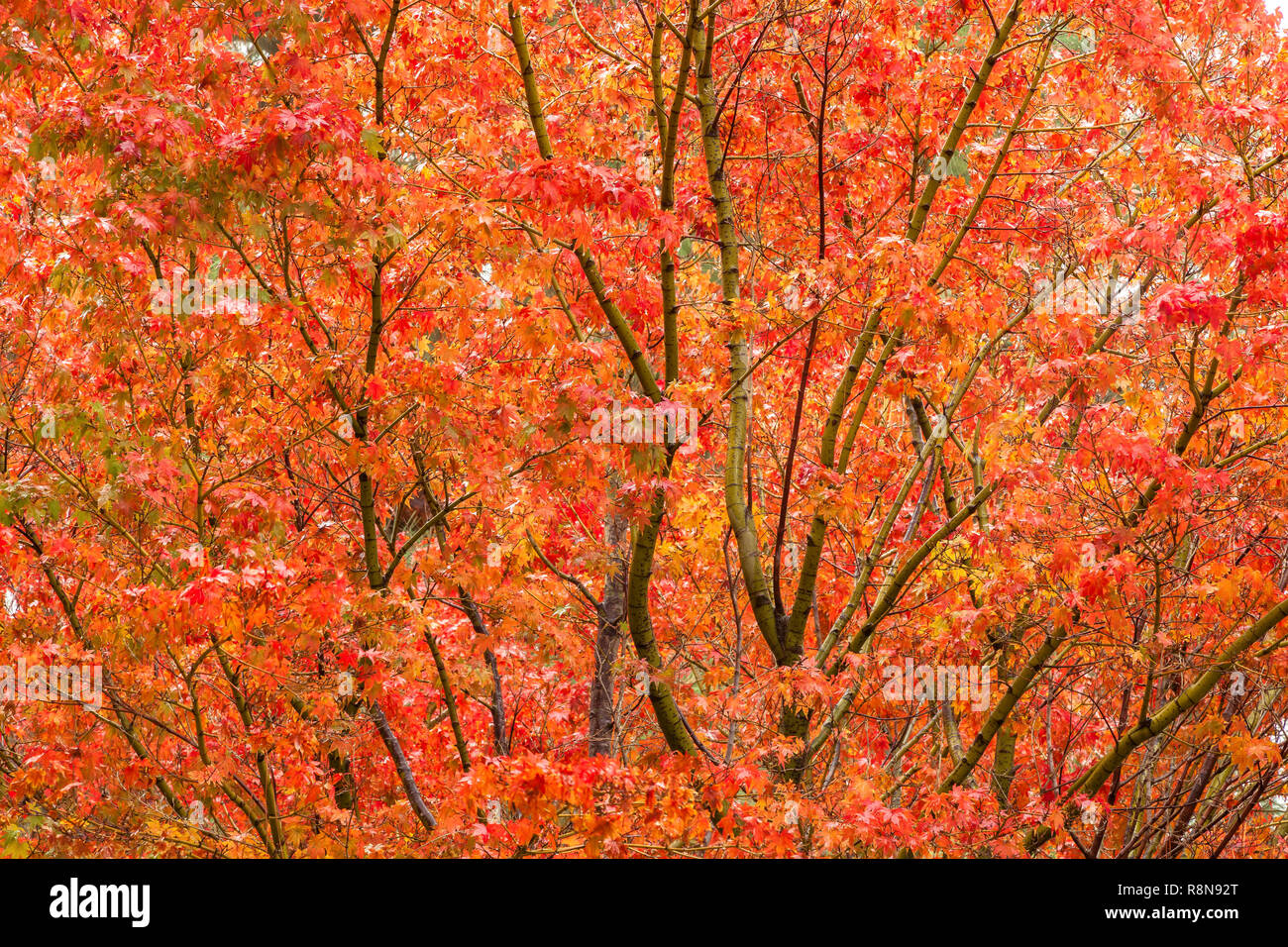 Japanese maple tree in fall foliage Stock Photo - Alamy