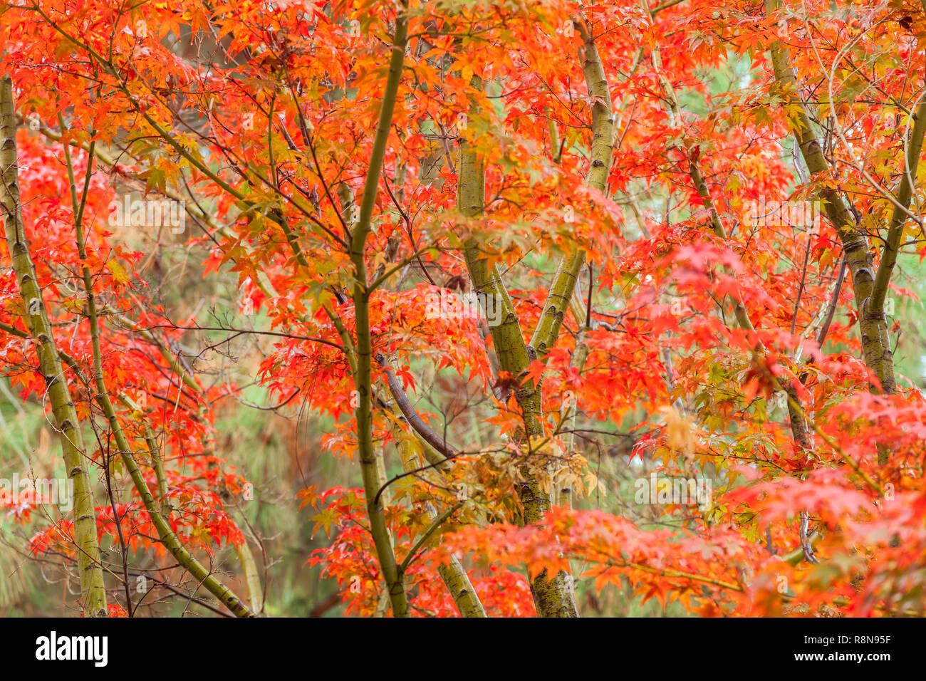 Japanese maple tree in fall foliage Stock Photo - Alamy