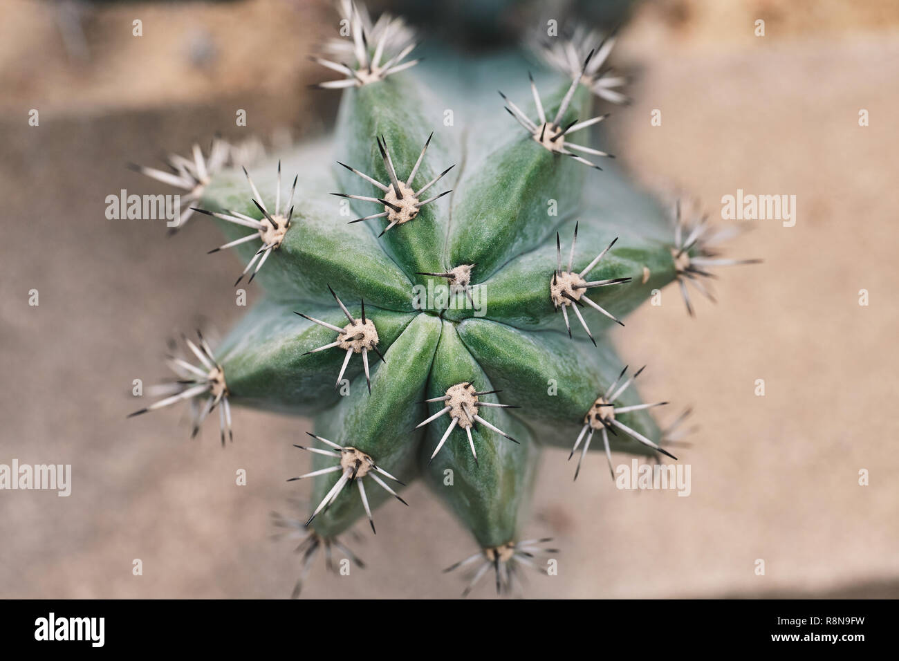 Sanque hi-res stock photography and images - Alamy