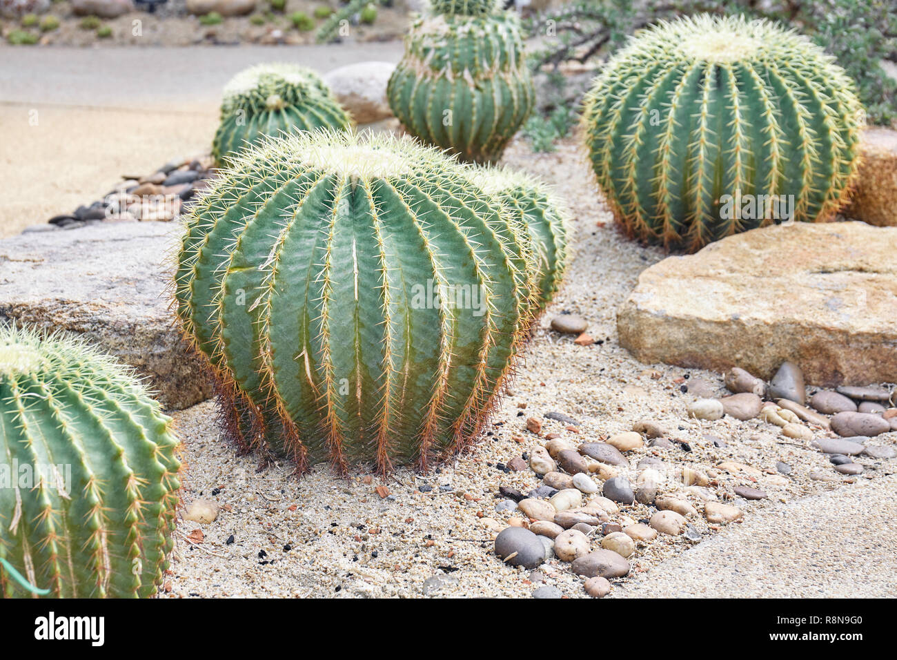 Big cactus plants with spines, big thorns in the park Stock Photo - Alamy