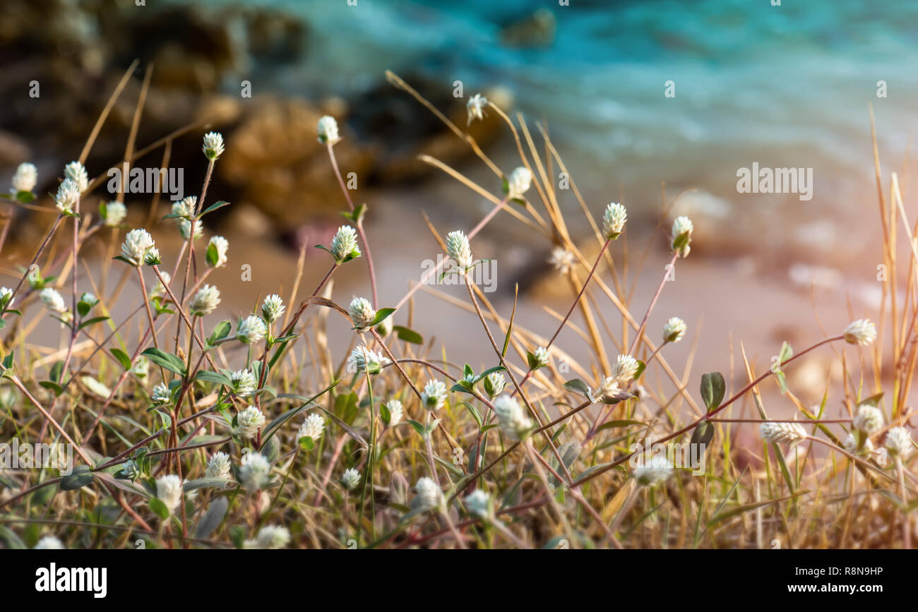 Grass flowers bush with blurry rock and sea background in the low ...