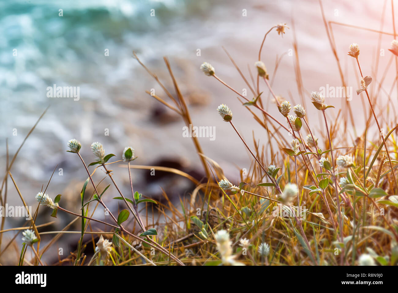 Grass flowers bush with blurry rock and sea background in the low ...