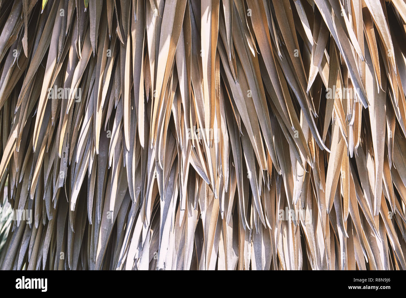 Dried long hi-res stock photography and images - Alamy