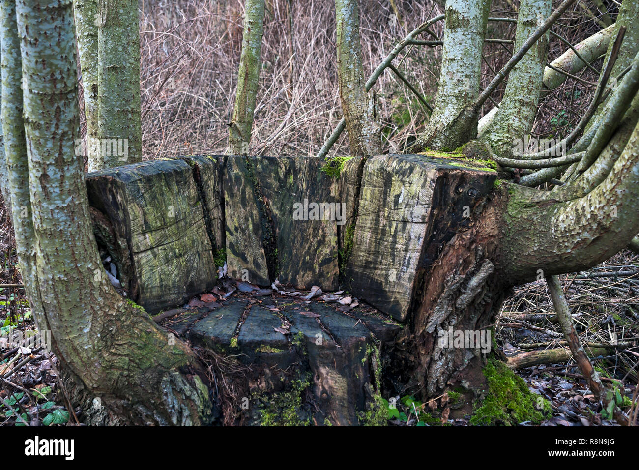 Carved out seat made from coppiced tree trunk Stock Photo - Alamy