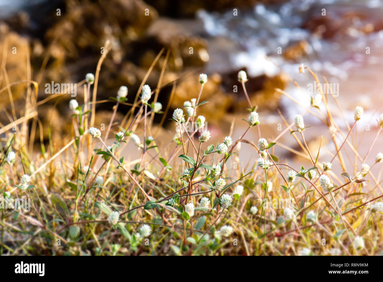 Grass flowers bush with blurry rock and sea background in the low ...