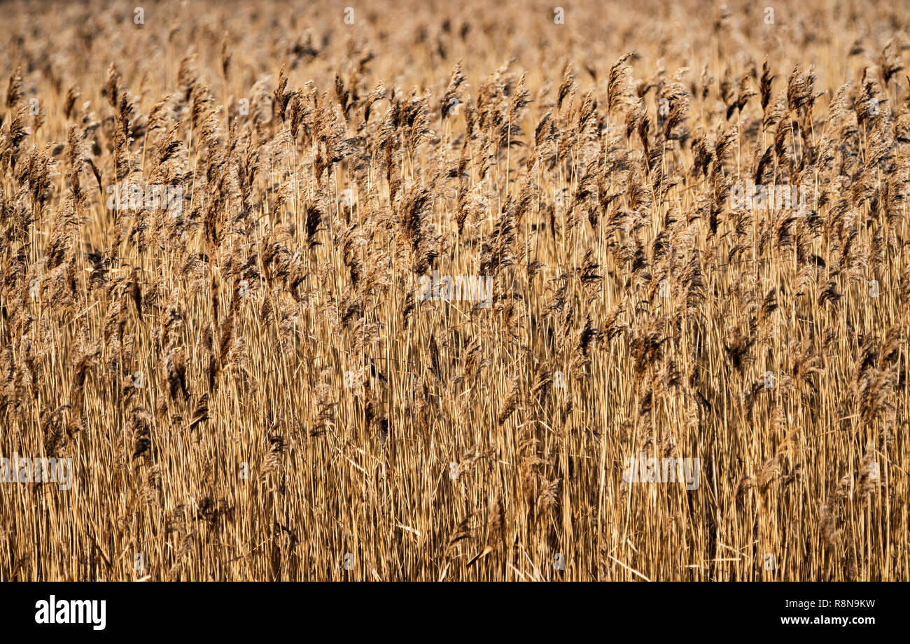 Reed bed, Phragmites Australis, alongside River South Esk, Angus ...
