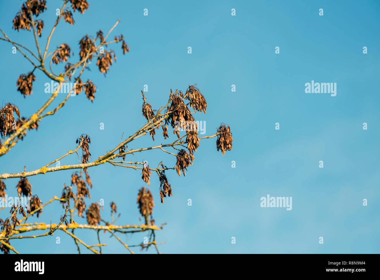 Ripe seed pods hi-res stock photography and images - Alamy