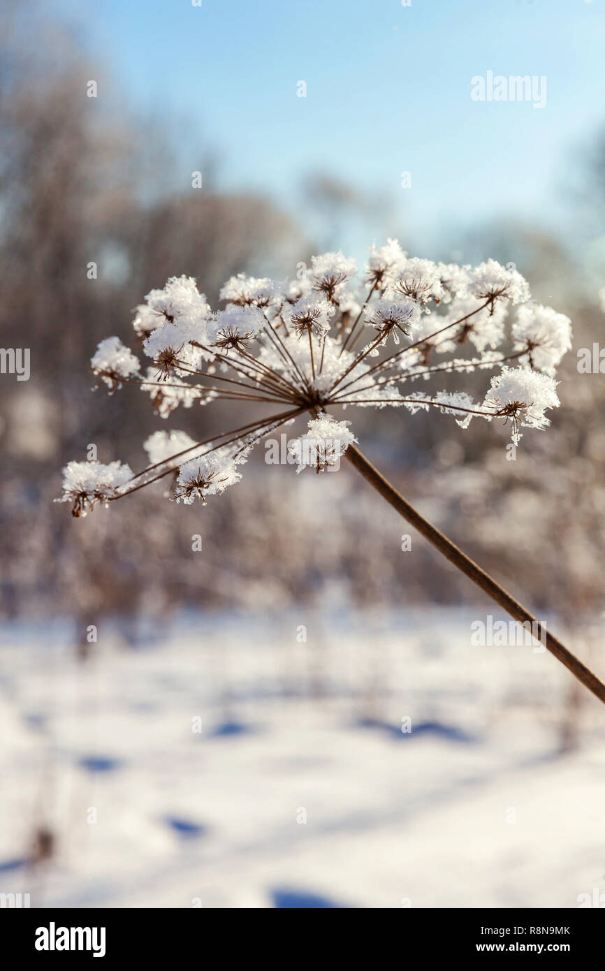 Frosty grass in snowy forest, cold weather in sunny morning. Tranquil ...