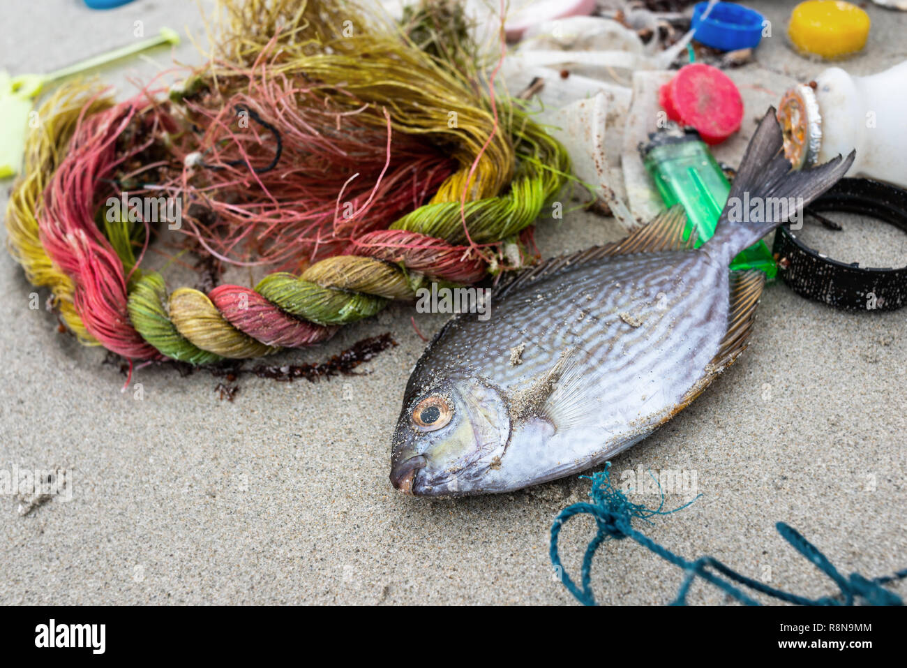 Death fish on the beach with dirty plastic garbage photo with outdoor ...