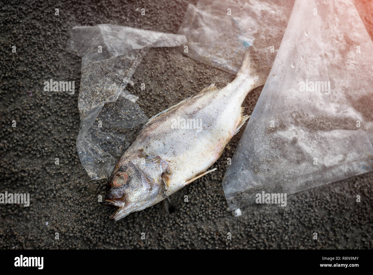 Death fish on the beach with dirty plastic garbage photo with outdoor ...
