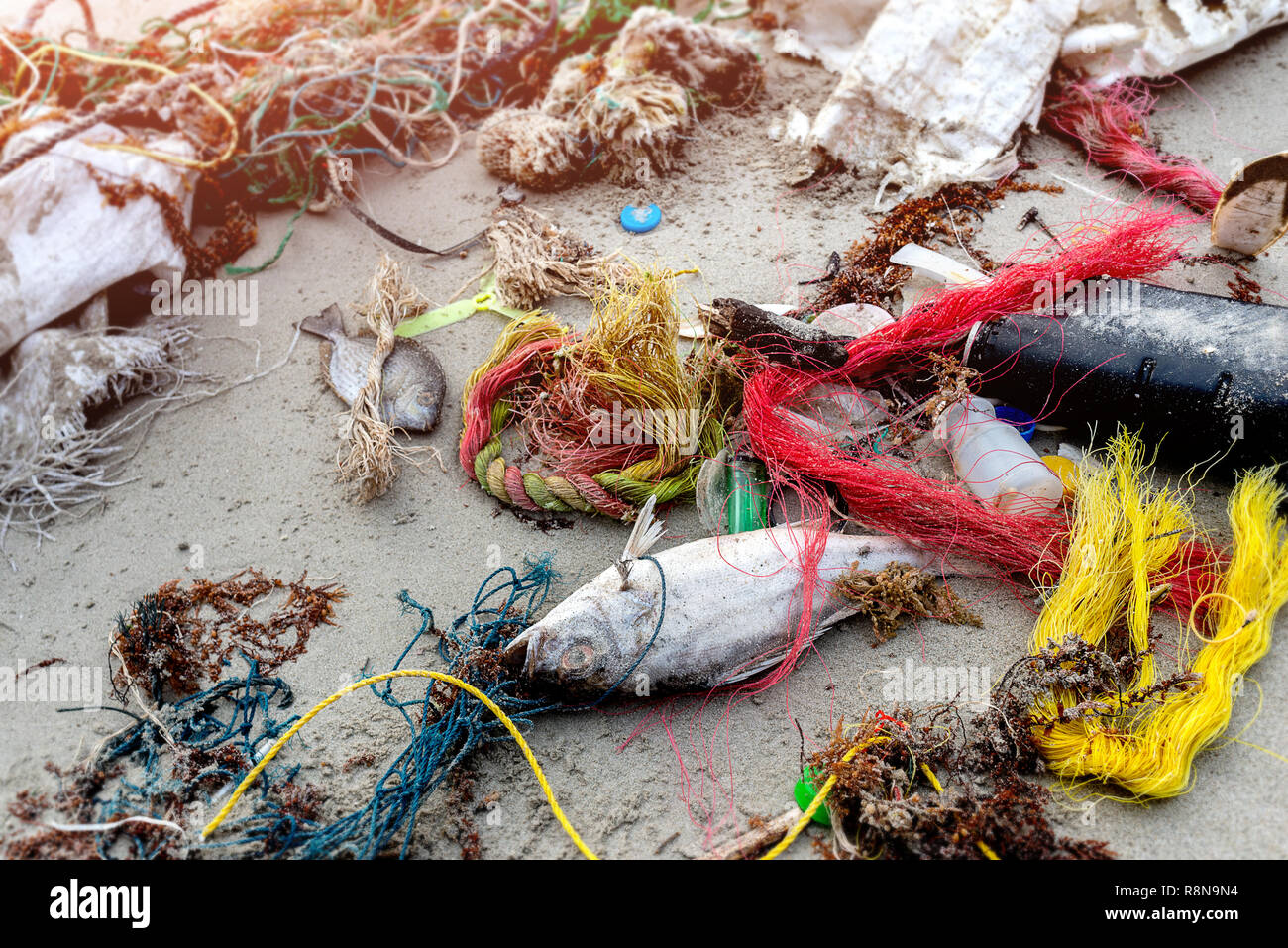 Death fish on the beach with dirty plastic garbage photo with outdoor ...