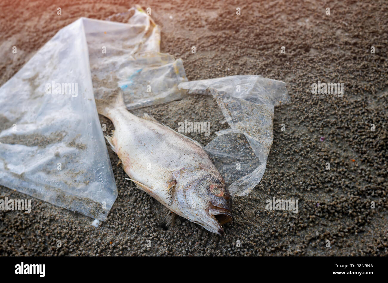 Death fish on the beach with dirty plastic garbage photo with outdoor ...