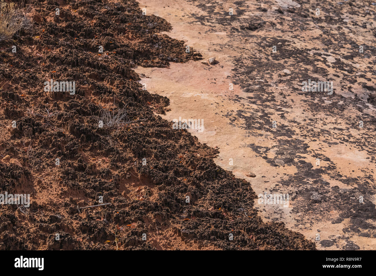 Cryptobiotic soil crust helping to stabilize the desert soil along the ...