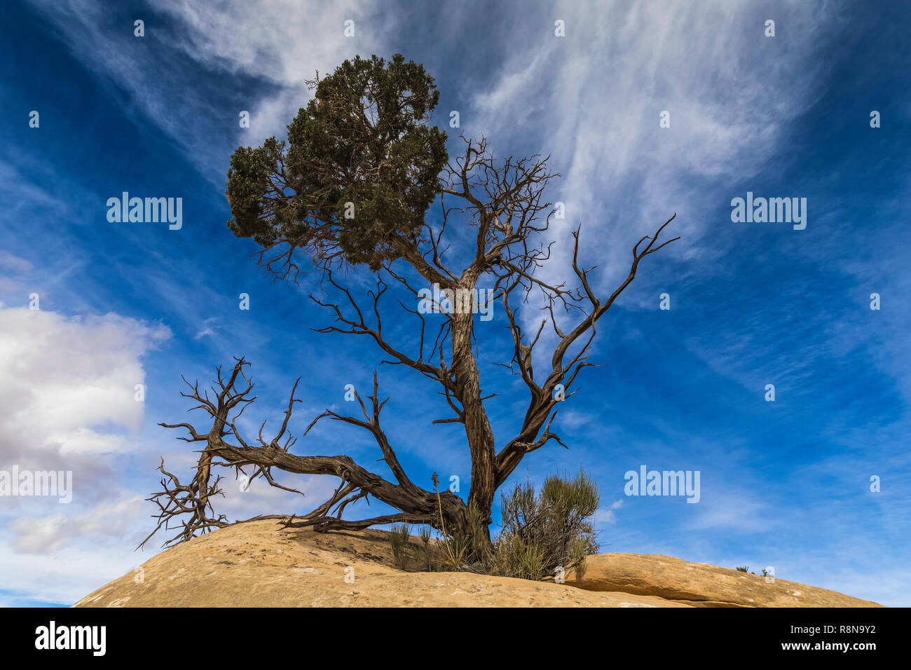 Utah Juniper, Juniperus osteosperma, clinging to life with roots in a ...