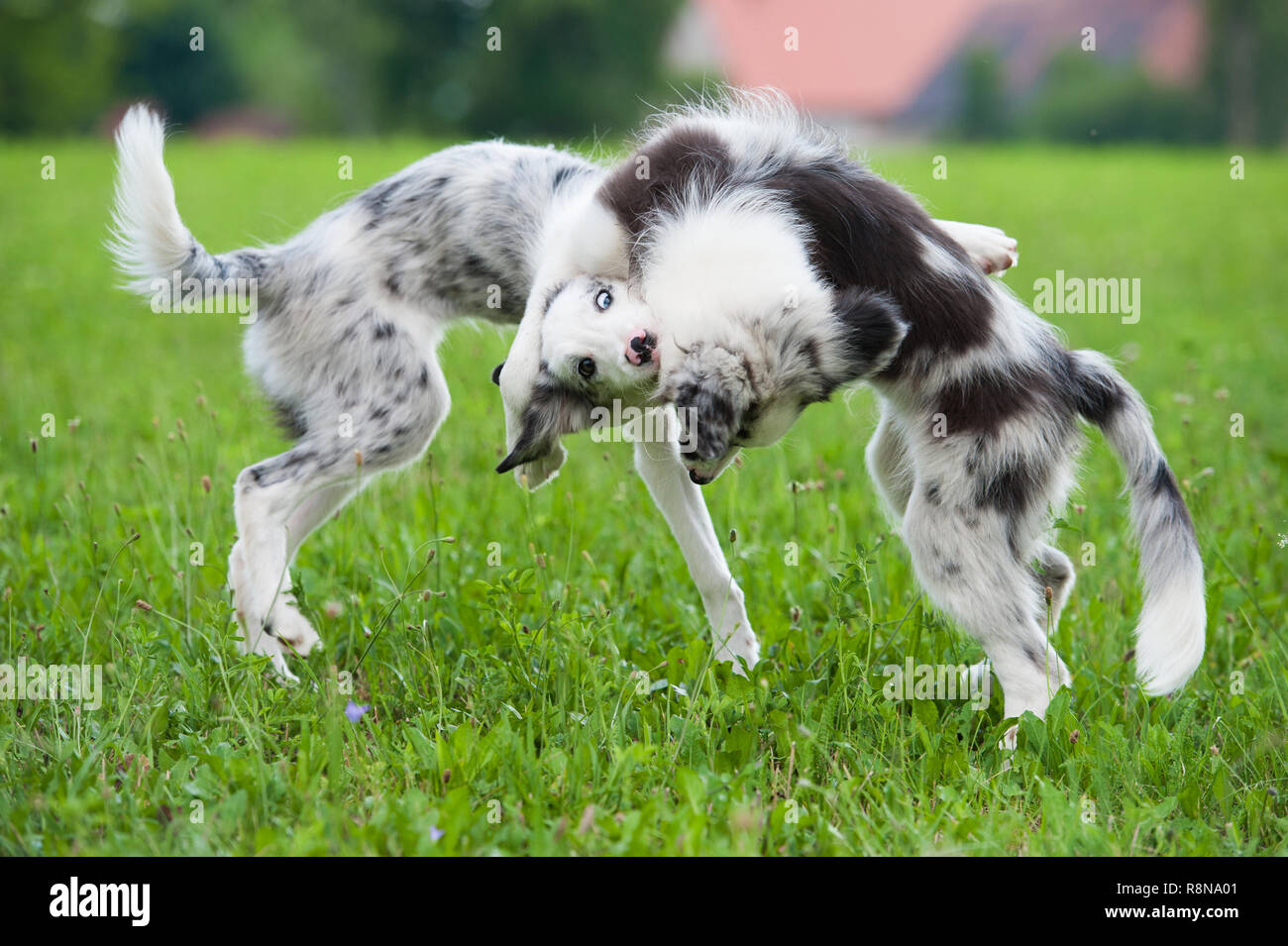 Two border collie puppies playing hi-res stock photography and images ...