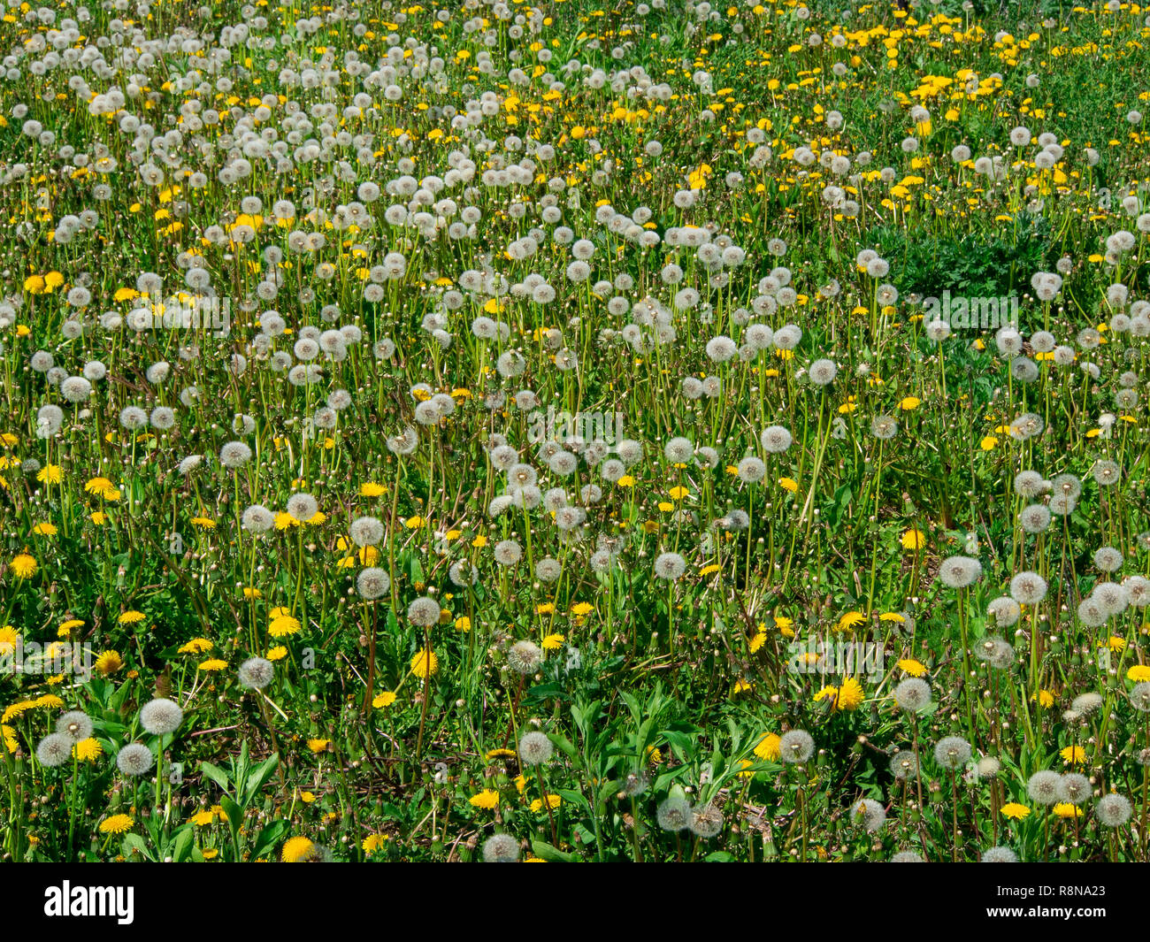 Full dandelion hi-res stock photography and images - Alamy