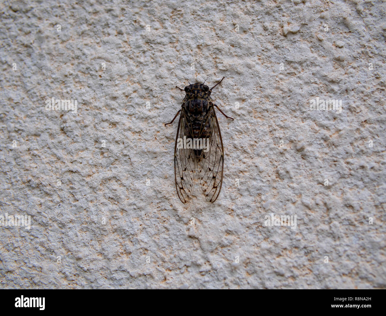 Cicada on the wall hi-res stock photography and images - Alamy