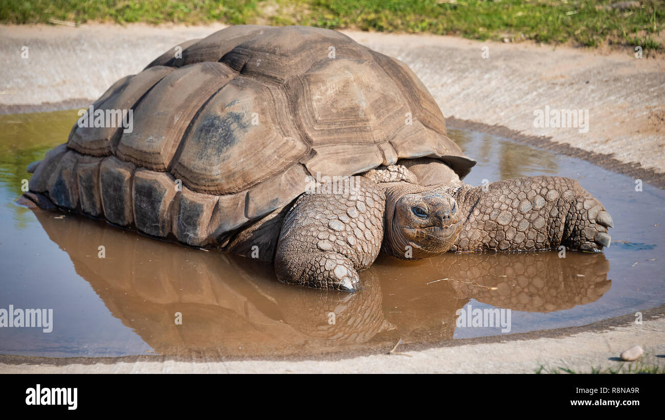 A giant tortoise taking a bath in a very shallow pool. There is a ...