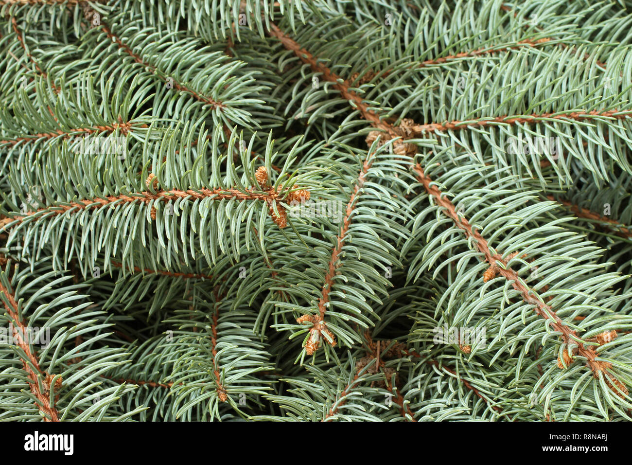 Winter composition - blue spruce tree twigs background Stock Photo - Alamy