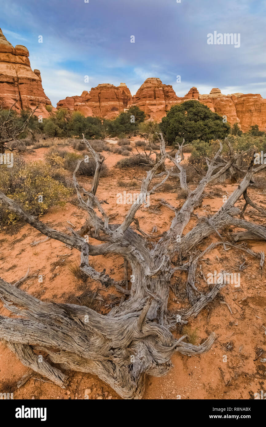 Fallen tree in desert hi-res stock photography and images - Alamy