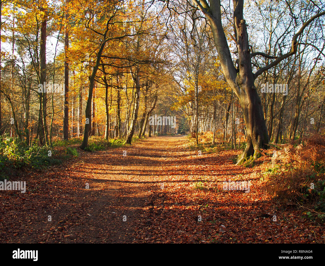 Harlestone hi-res stock photography and images - Alamy