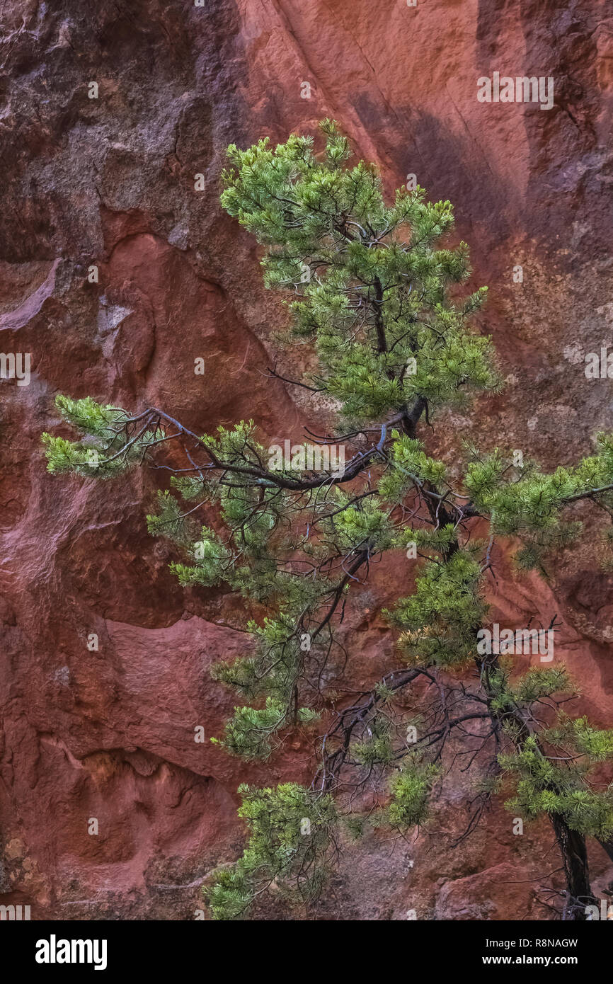 Pinyon pine tree hi-res stock photography and images - Alamy