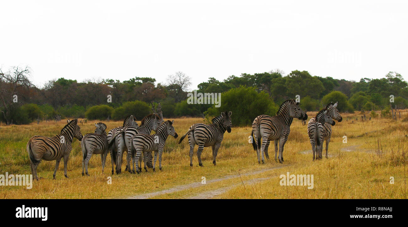 Burchell's Zebra staple diet of the African Apex Predators Stock Photo ...