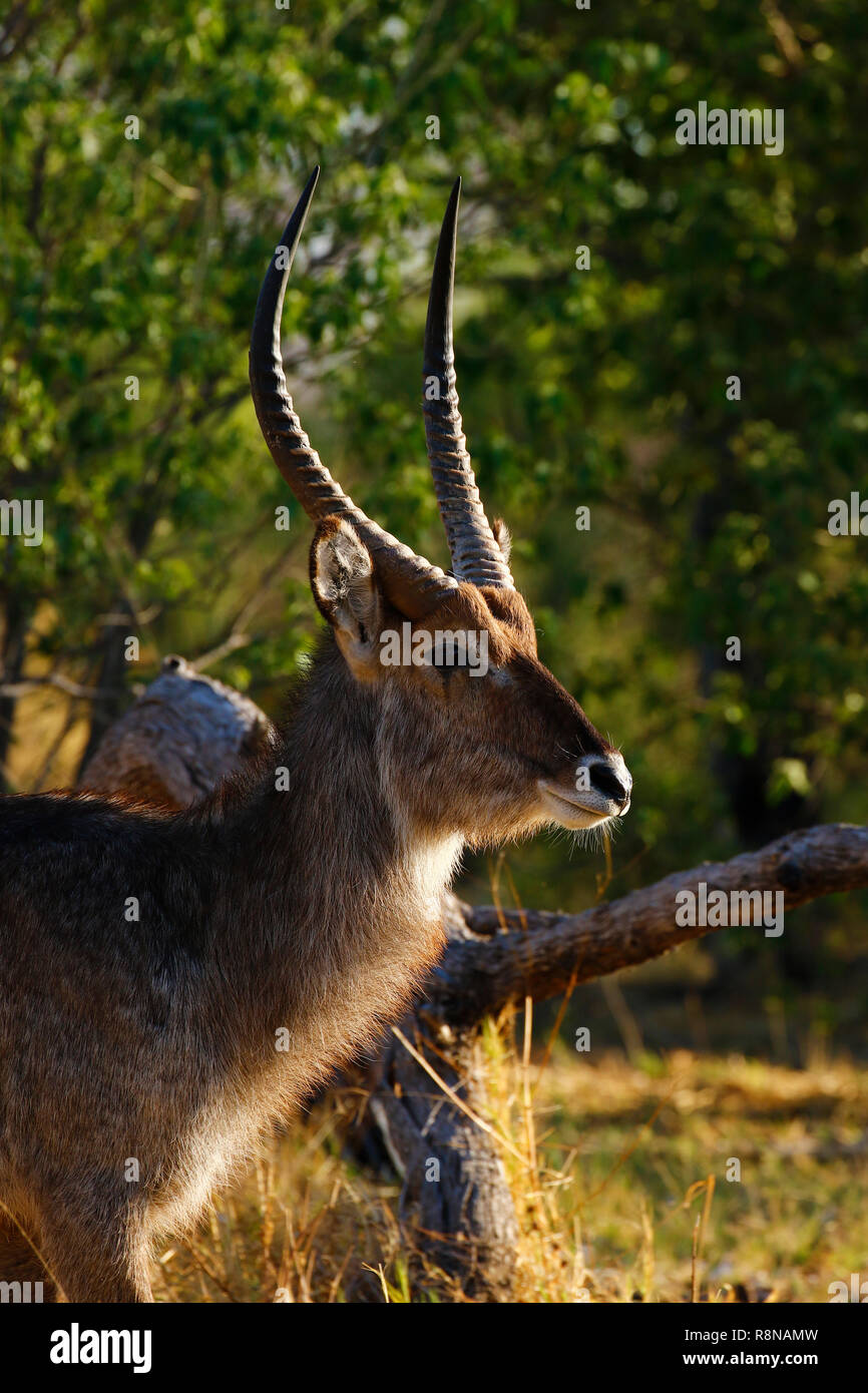 Water Buck a very proud African Antelope Stock Photo - Alamy