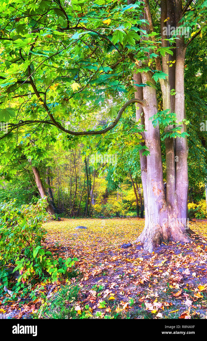 Thick Tree Trunk Stock Photos & Thick Tree Trunk Stock Images - Alamy
