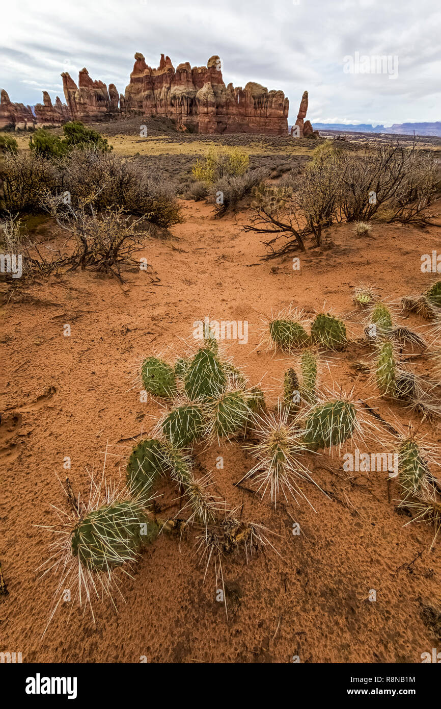 Moab utah cactus hi-res stock photography and images - Alamy