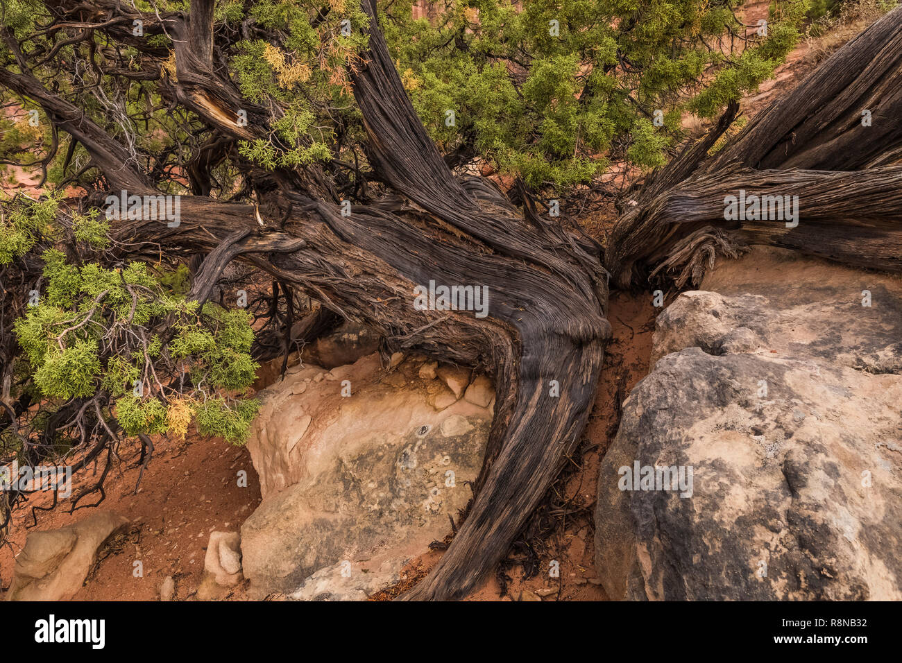 Utah Juniper, Juniperus osteosperma, trunk with fibrous bark along the ...